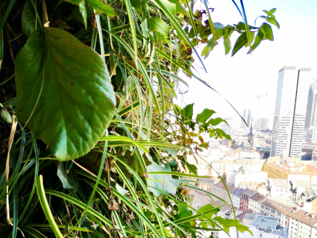 Facade Greening on High-Rise Buildings - SKYLINE ATLAS